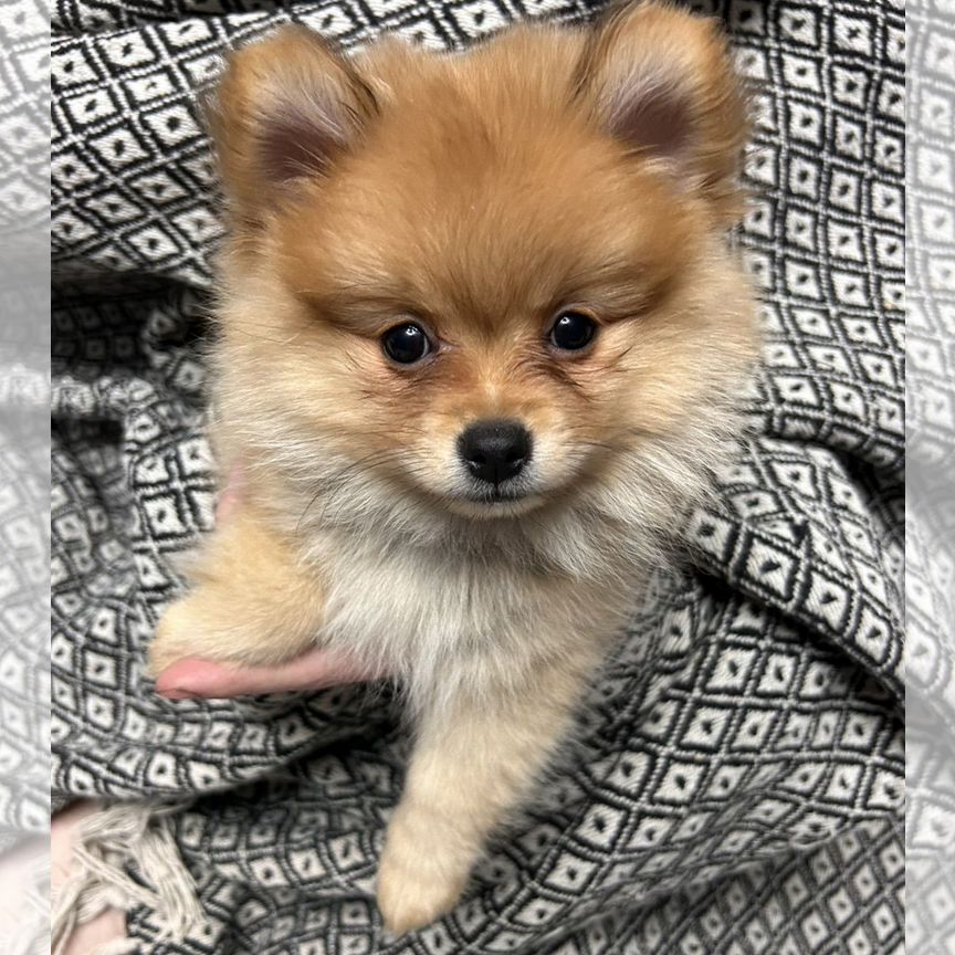 Померанский шпиц, щенок