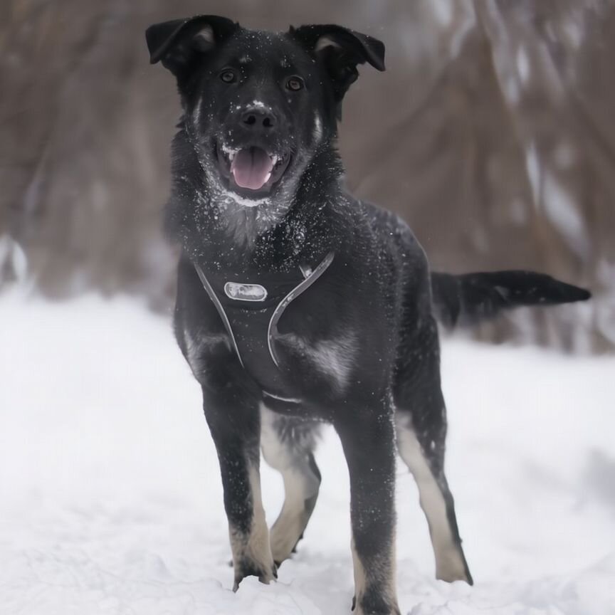 Щенок в добрые руки