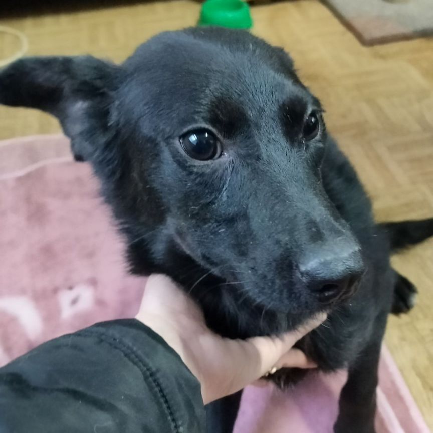 Взрослая собака в добрые руки