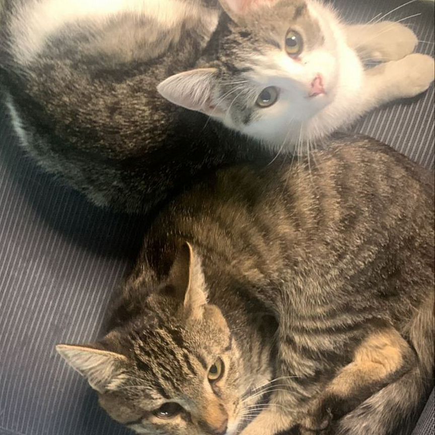 Котята девочка и мальчик 6 мес в добрые руки