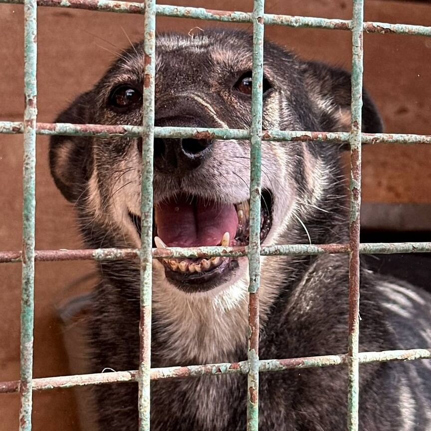Милейшие девчоки ищут дом