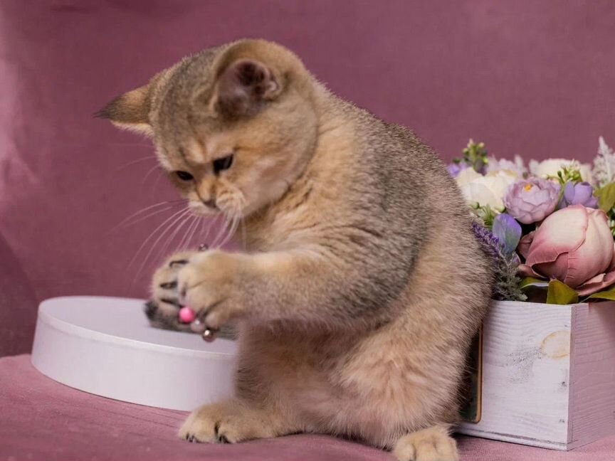 Британская золотая шиншилла девочка котенок