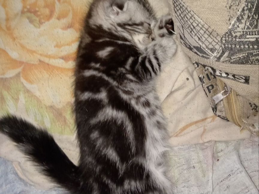 Шотланка вислоухая