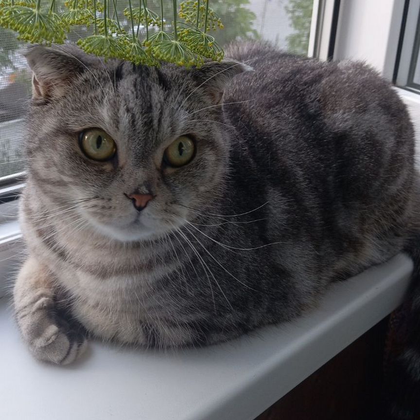 Шотландский вислоухий короткошёрстный кот, взрослый