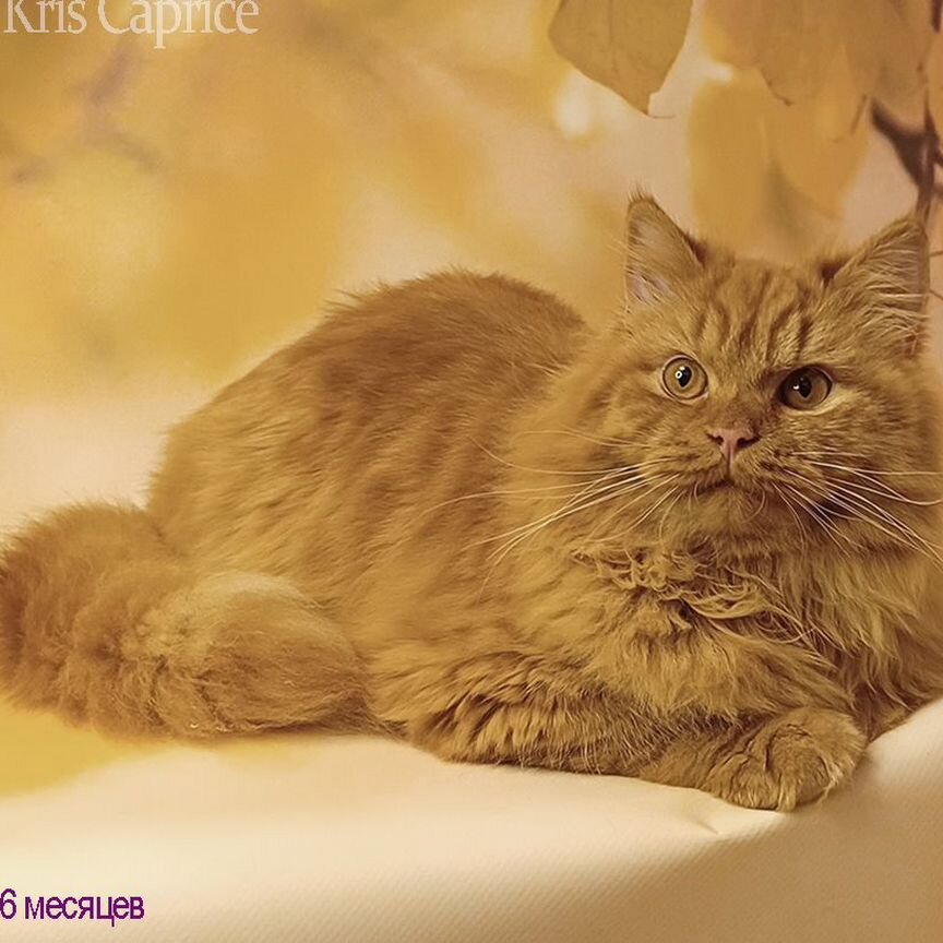 Британский длинношёрстный котёнок