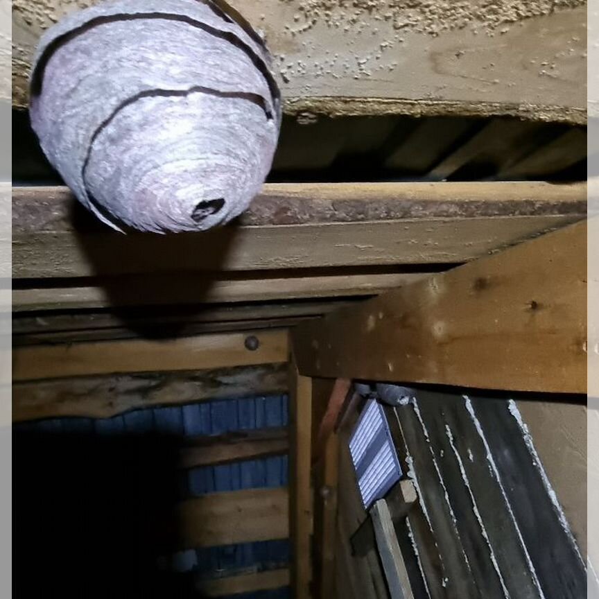 Осиный улей