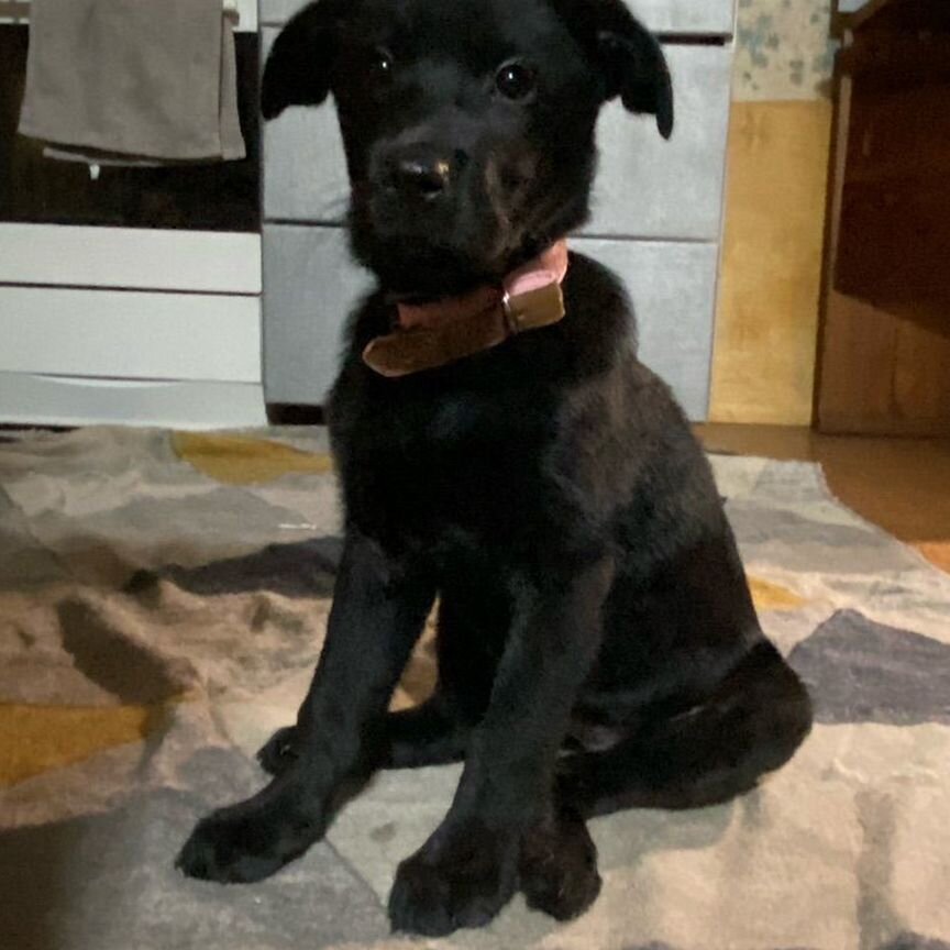 Лабрадор-ретривер, щенок