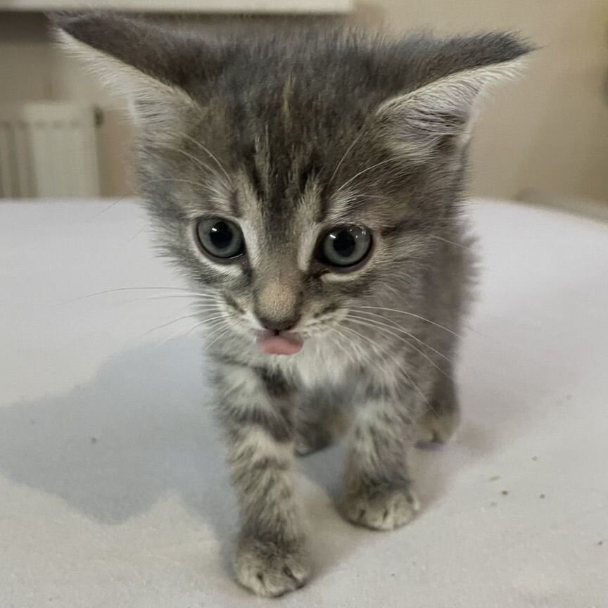Котенок