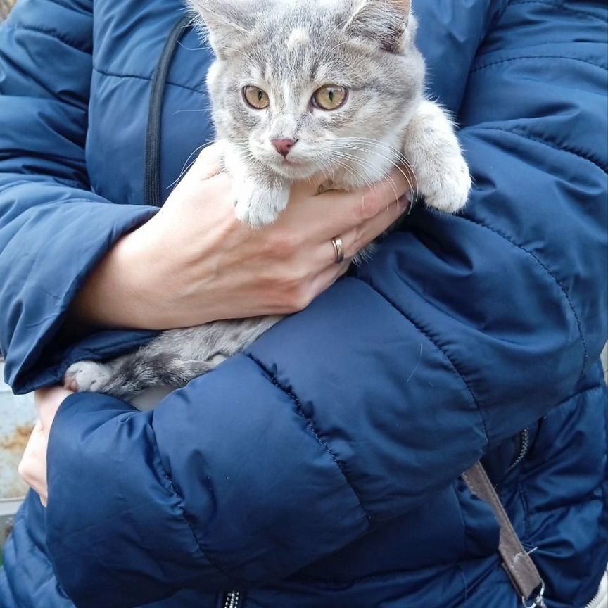 Котенок (кошечка-трехцветка) ищет дом