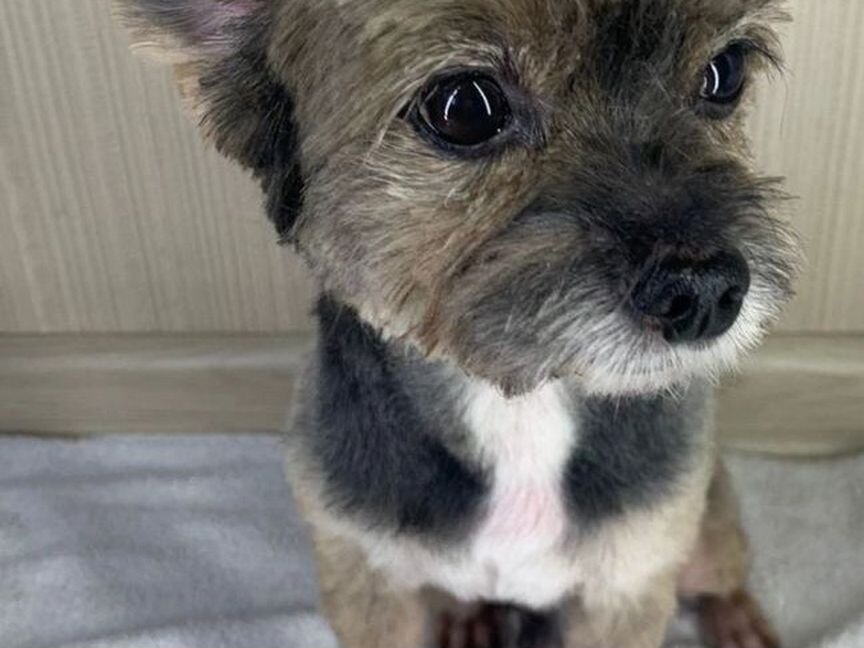 Йоркширский терьер