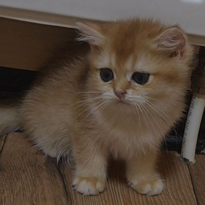 Шотландский прямоухий короткошёрстный котёнок