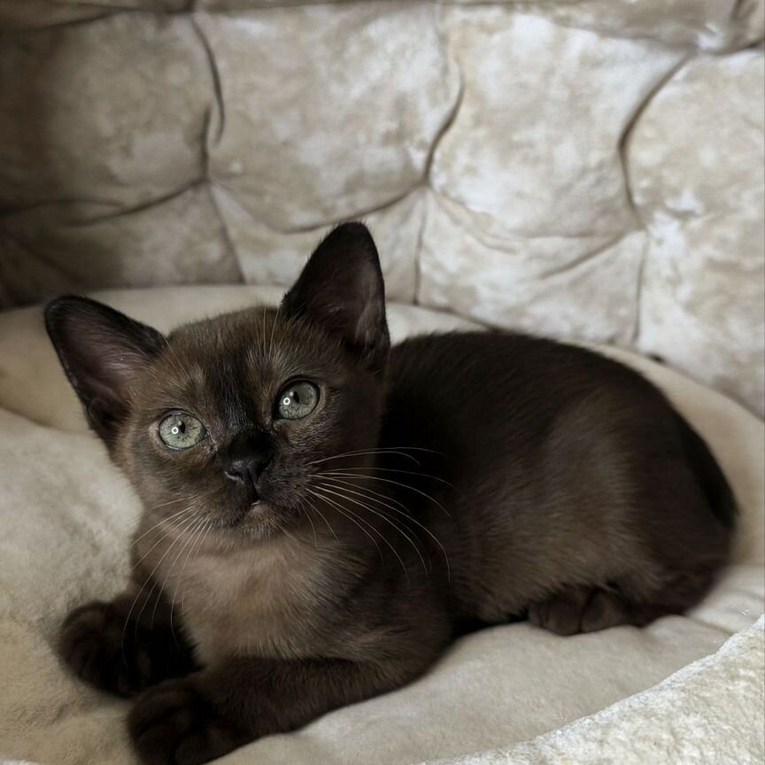 Бурманские котята