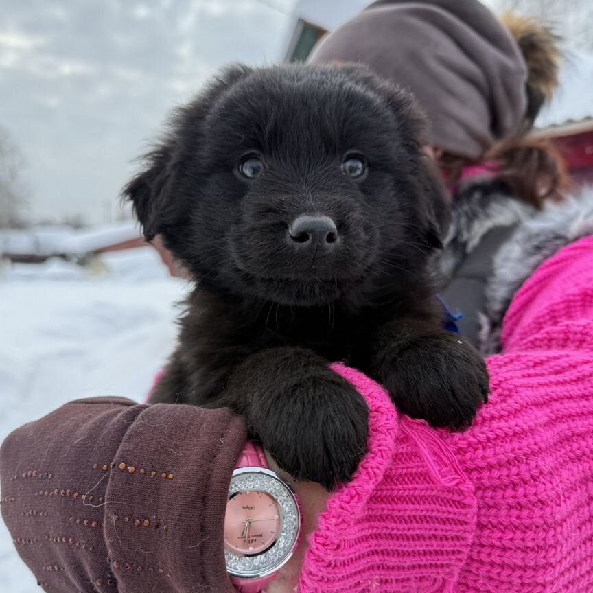 Щенок в добрые руки