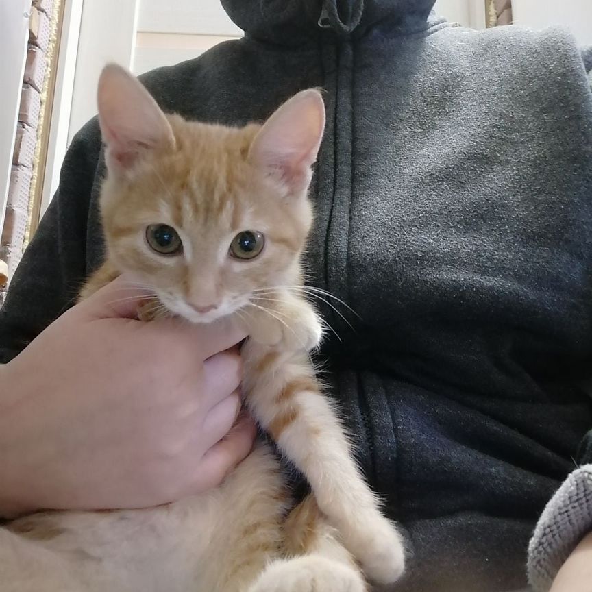 Отдаём котёнка девочка