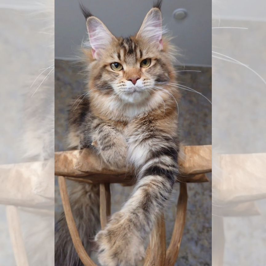 Мейн-кун котёнок