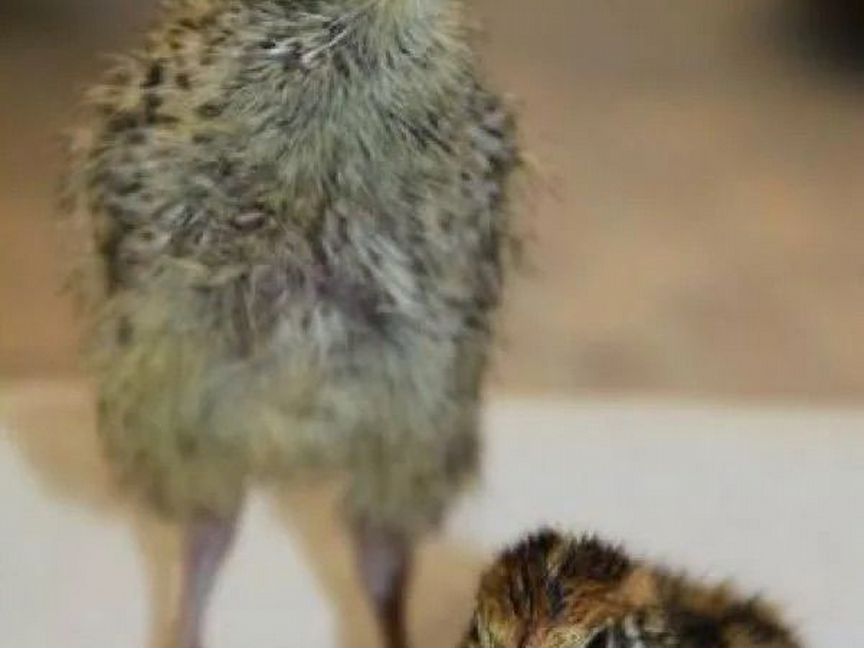 Перепела суточные