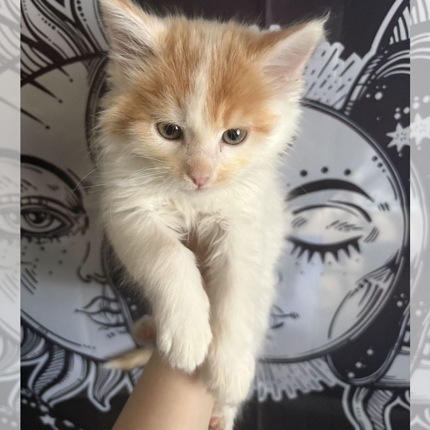 Мейн-кун котёнок