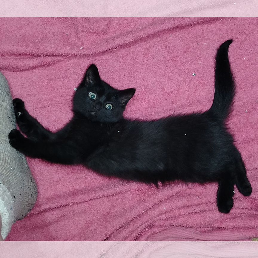 Котёнок в добрые руки