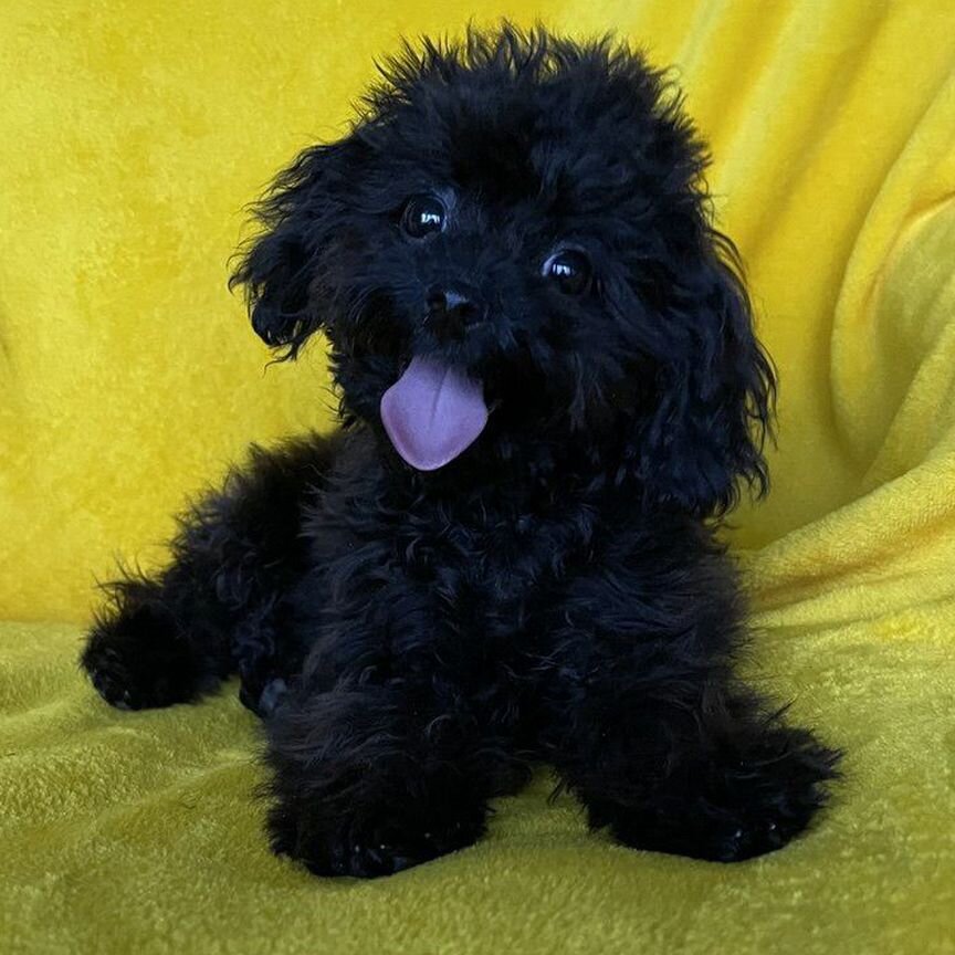 Мальтипу, щенок