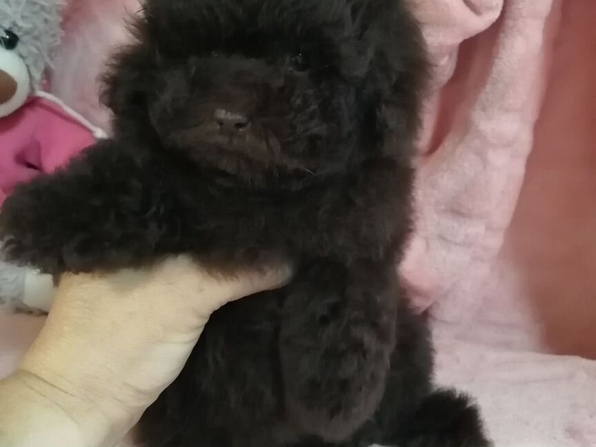 Мальчик шоколадик РКФ