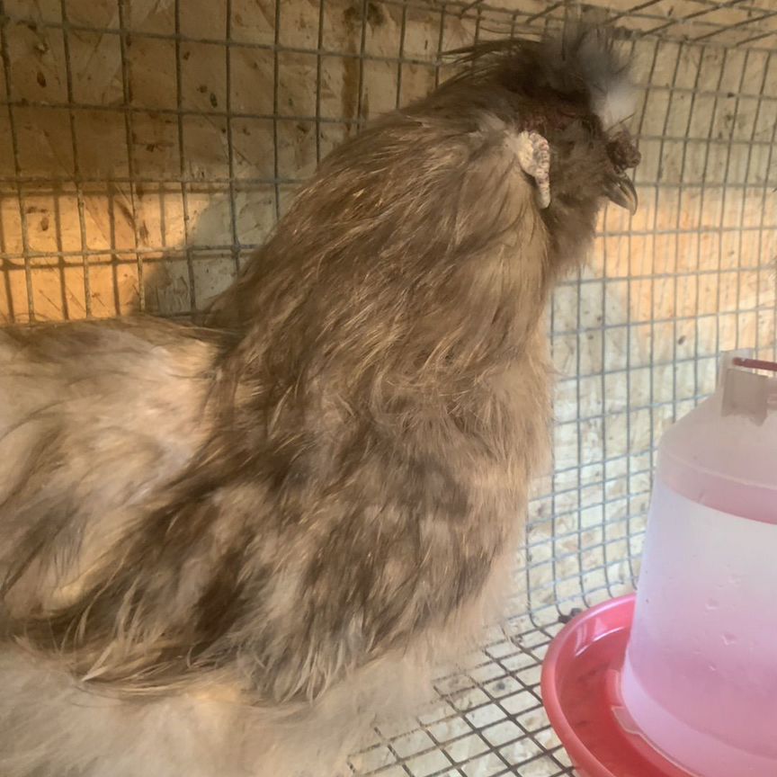 Продаются цыплята и петух китайской шелковой