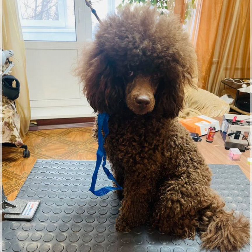 Стол для домашнего груминга (Мини)