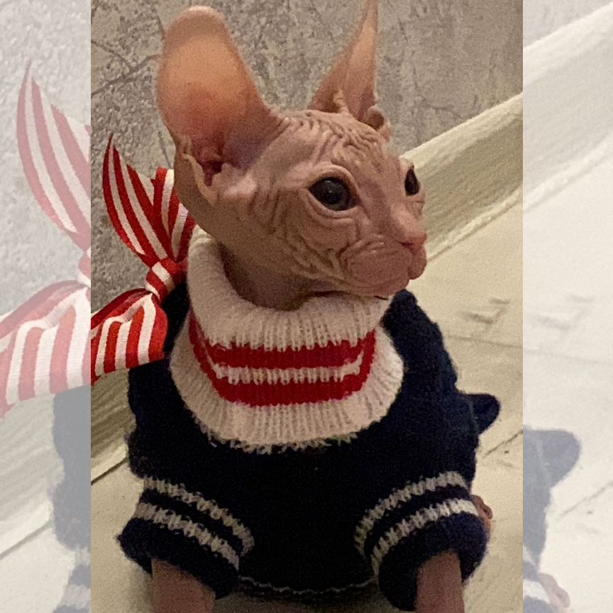 Донской сфинкс