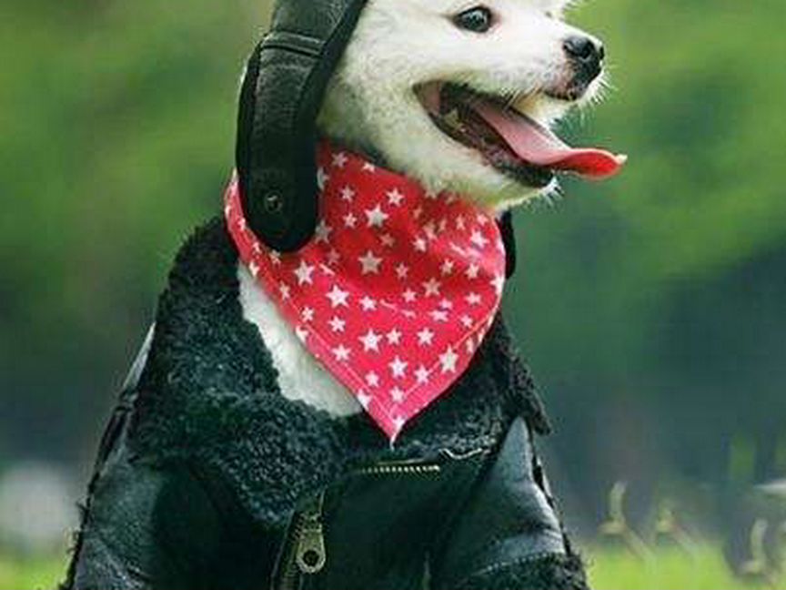 Шапочка для Собаки) раз. М