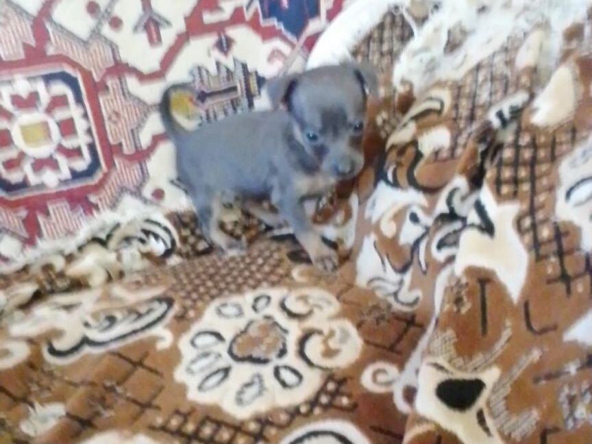 Той-терьер щенки