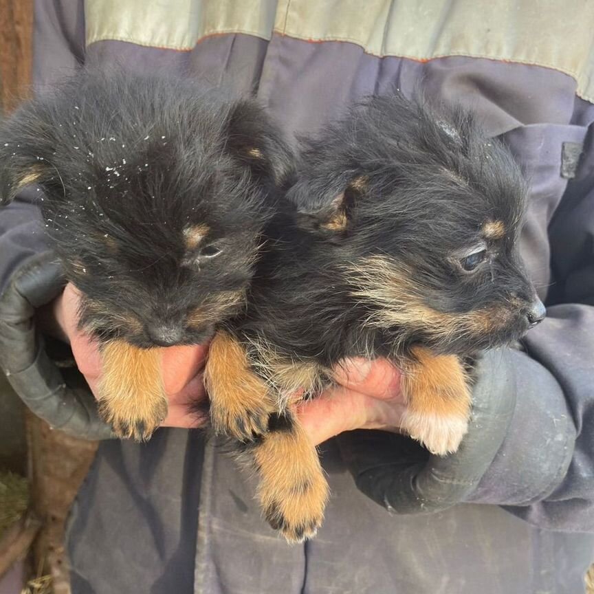 Щенки в дар