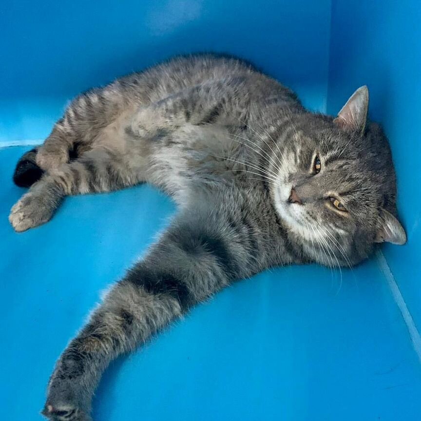 Серебряный милашка котик ищет дом