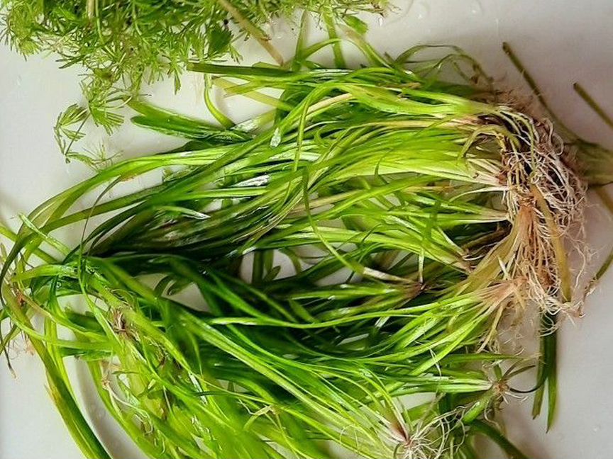 Аквариумная прополка