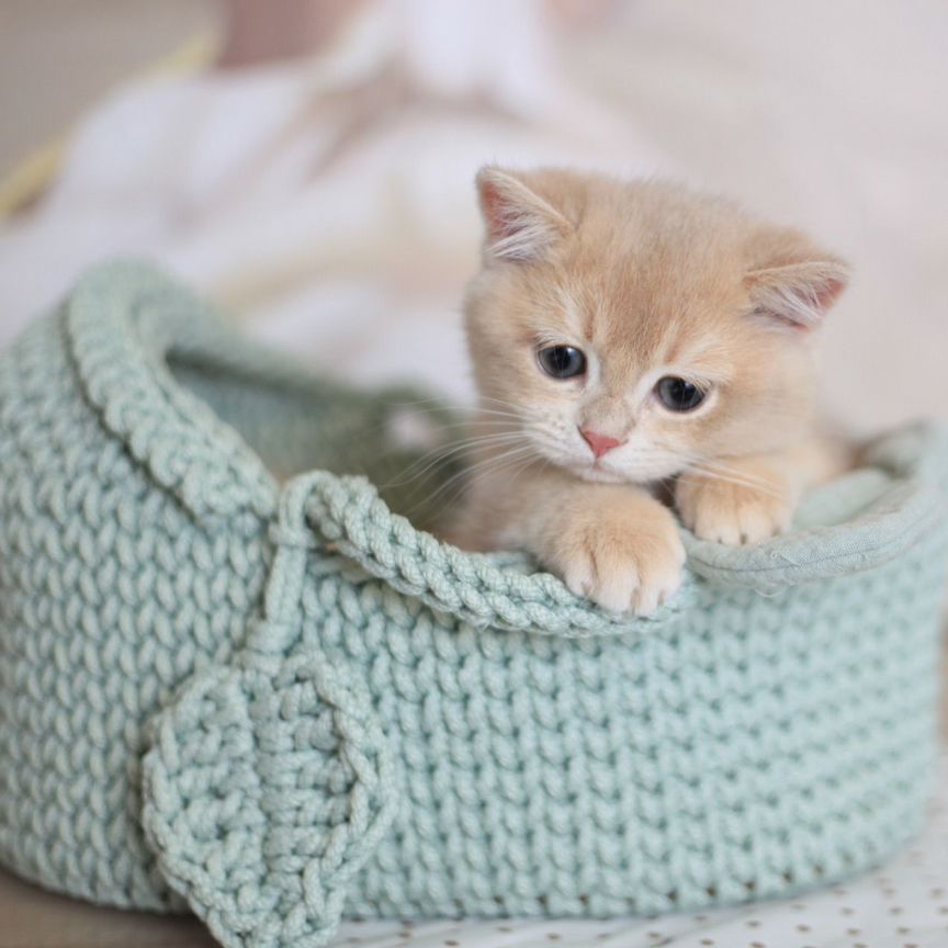 Британский короткошёрстный котёнок