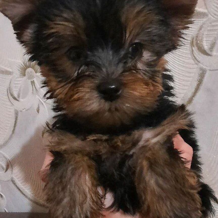 Йоркширский терьер