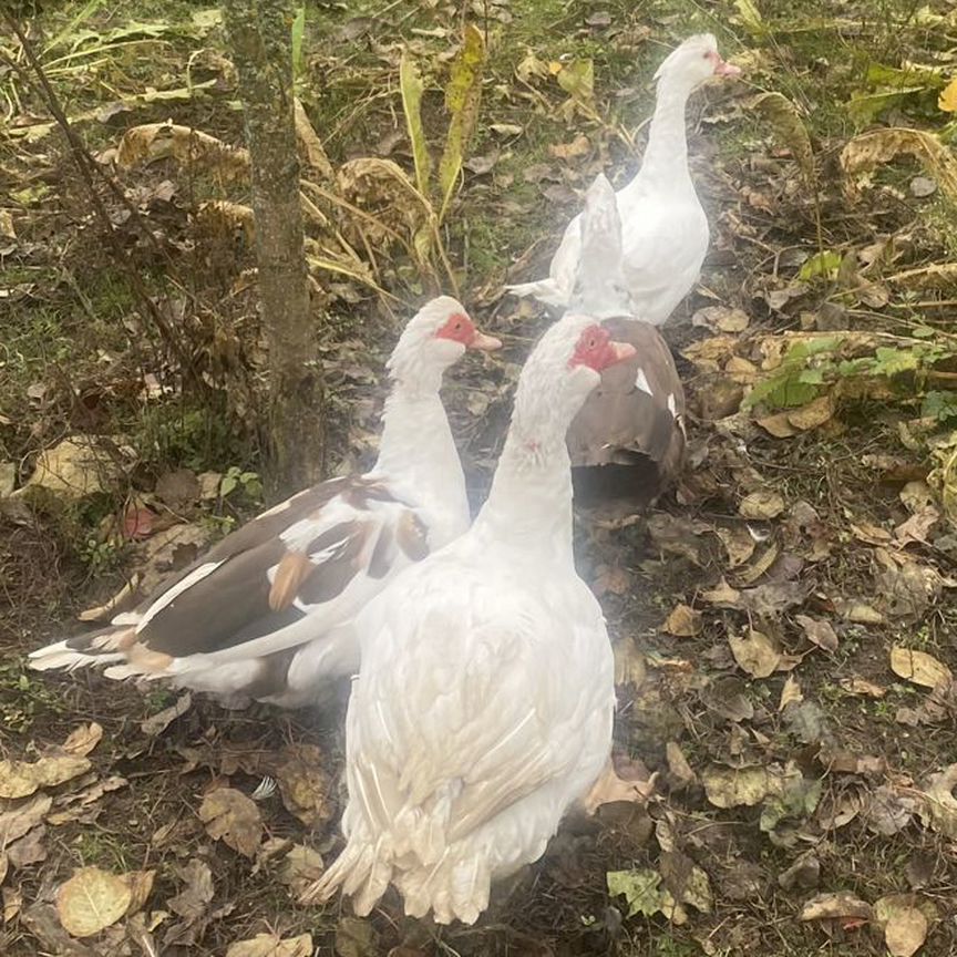 Мускусные утки