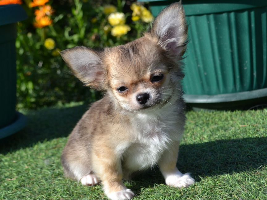 Малыши чихуахуа