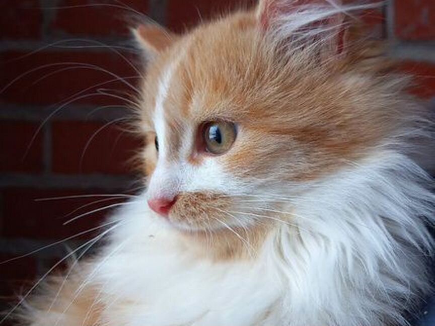 Котенок, рыжий, бесплатно