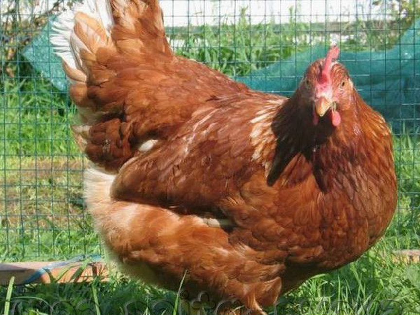 Куры несушки Кубанские красные