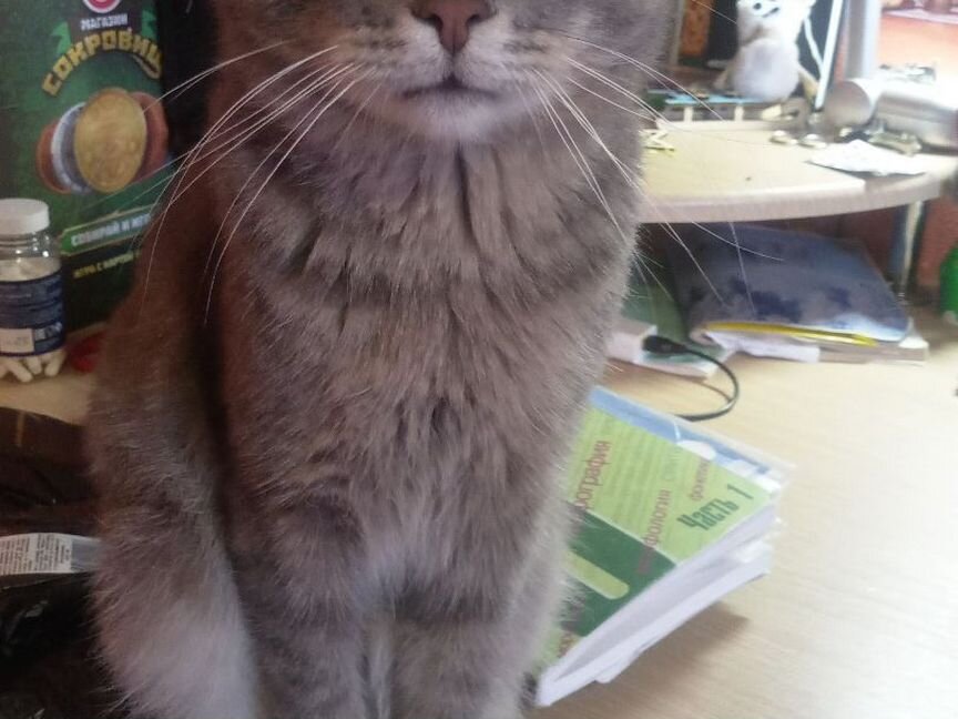 Кот нежный и ласковый компаньон Сурик