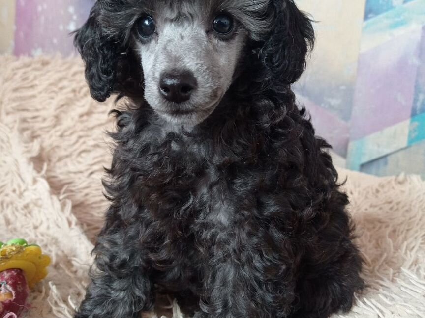 Собаки щенки