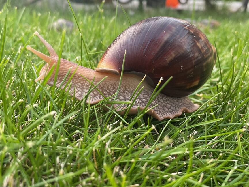 Улитка Ахатин
