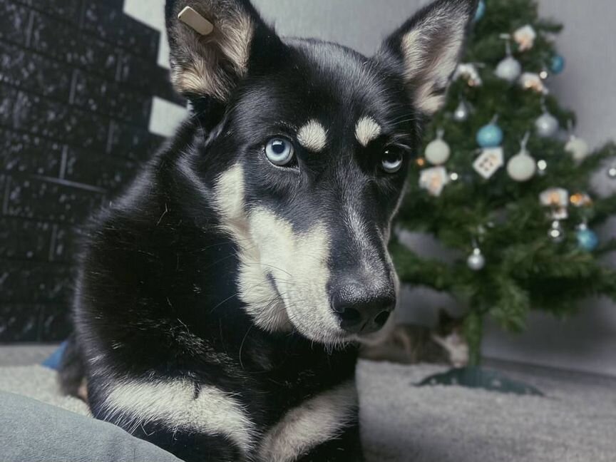 Хаски
