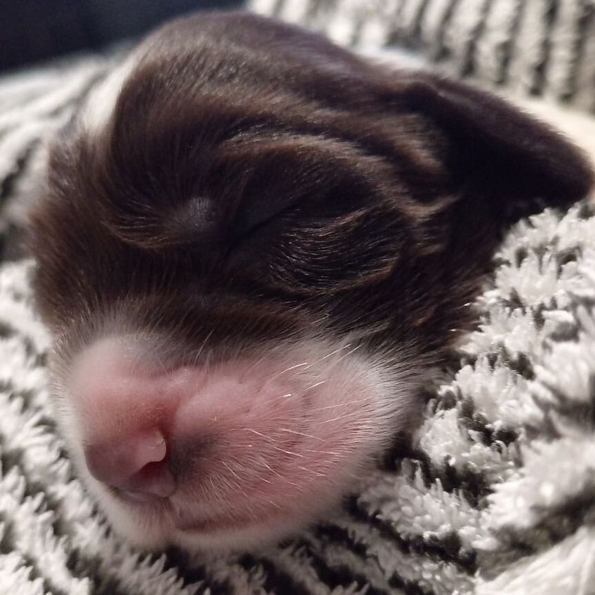 Русский охотничий спаниель, щенок