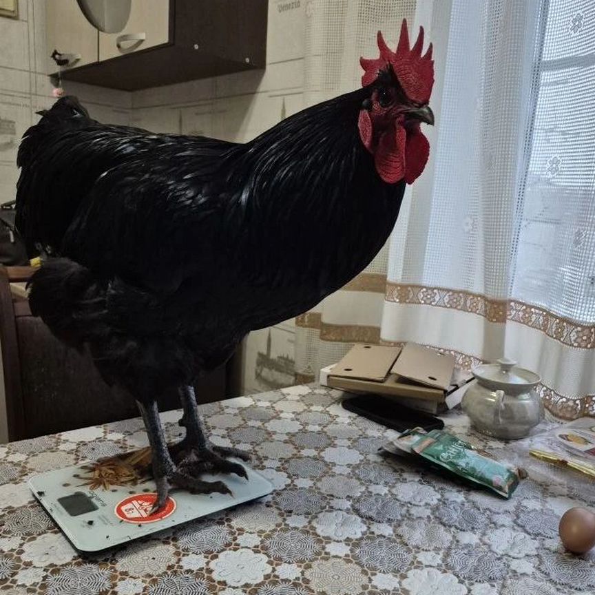 Молодые петухи