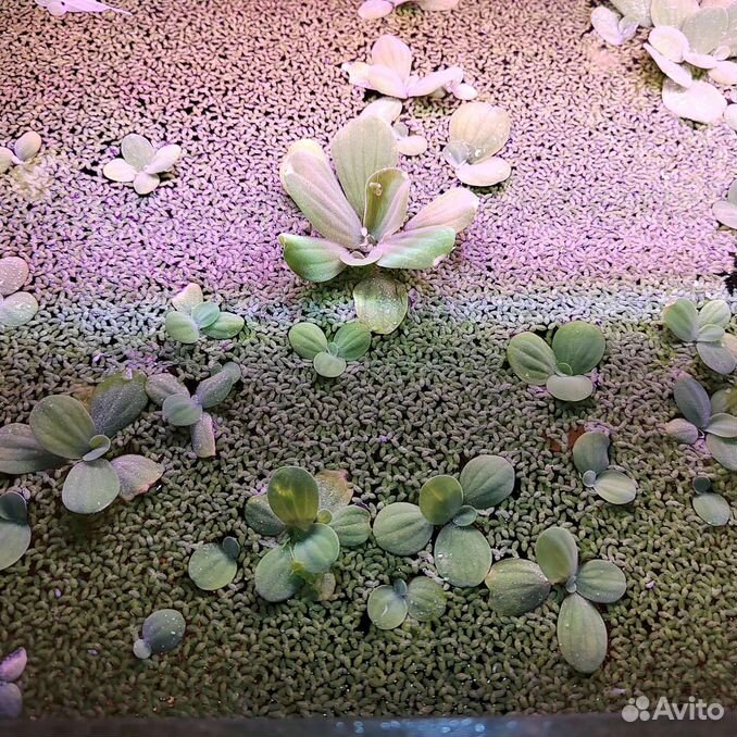 Растение для аквариума лимнобиум и прополка