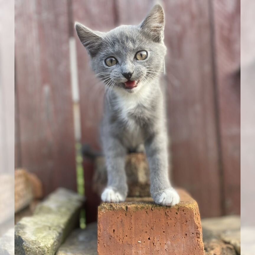 Отдам котенка в добрые руки