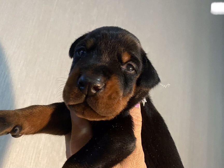 Щенки добермана