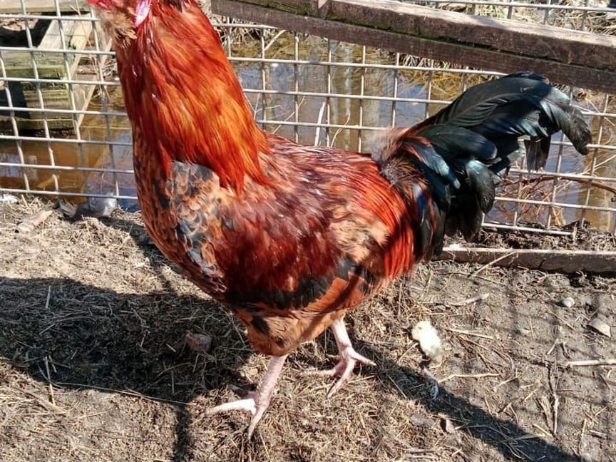 Молодые петухи