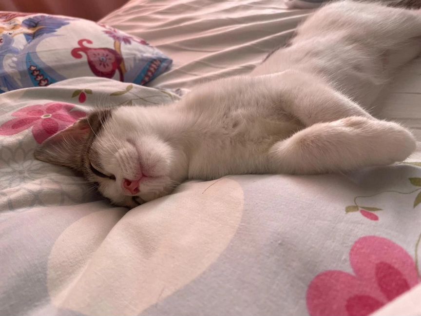Котенок в дар
