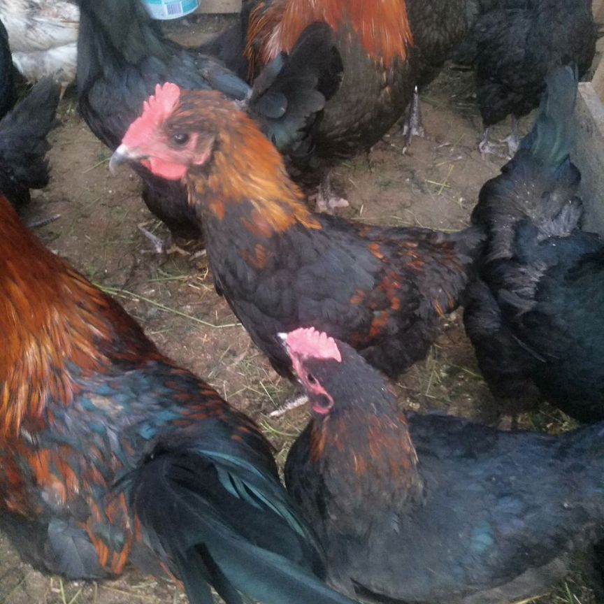Молодые петушки Маран и Рус хохлатые